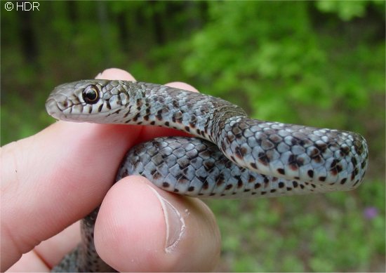 Baby Blue Racer Snake Eastern Racer Facts Diet Habitat Pictures